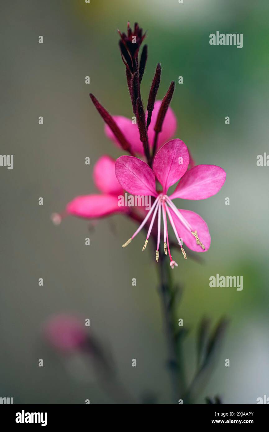 Bee Blossom or Butterfly Gaura flower Stock Photo - Alamy