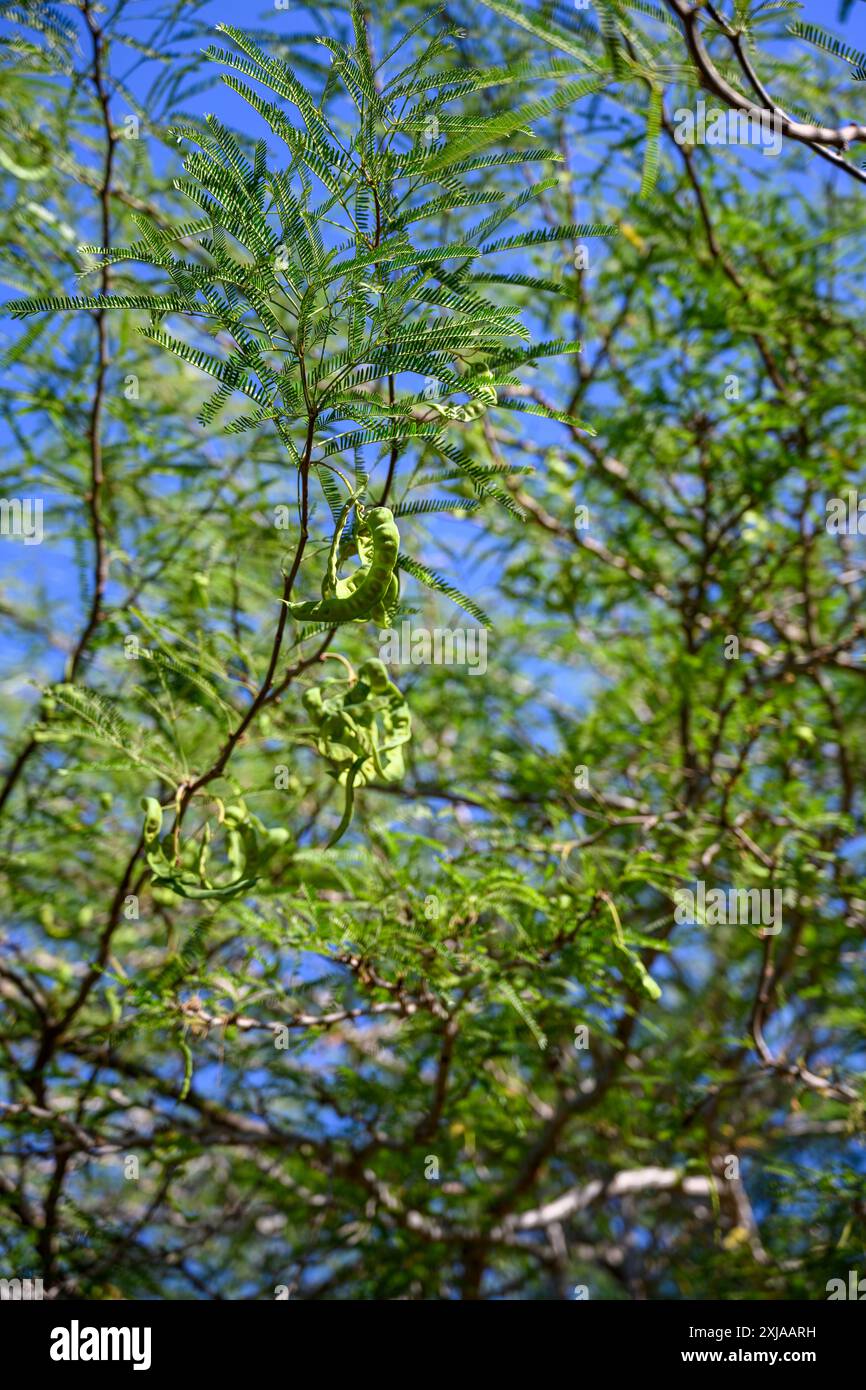 Carob tree ceratonia siliqua hi-res stock photography and images - Alamy