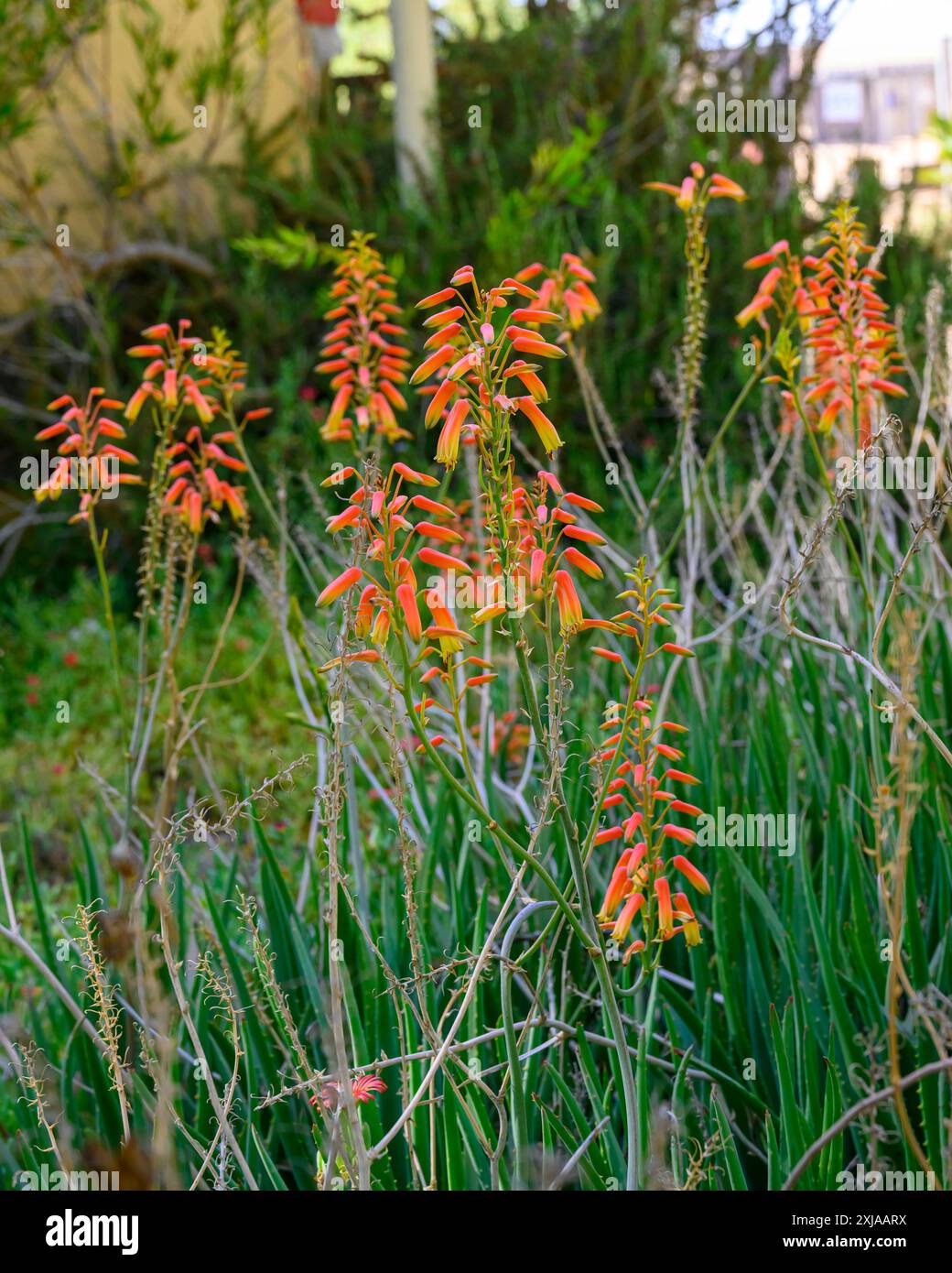 Orange and yellow Aloe flowers (Aloe vera Stock Photo - Alamy