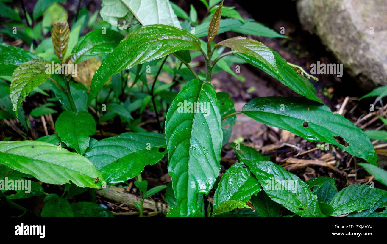 Dendrocnide stimulans (Jelatang gajah, pulus, Laportea stenophylla ...