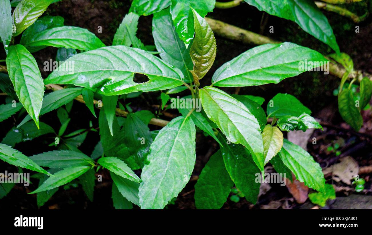 Jelatang kayu hi-res stock photography and images - Alamy