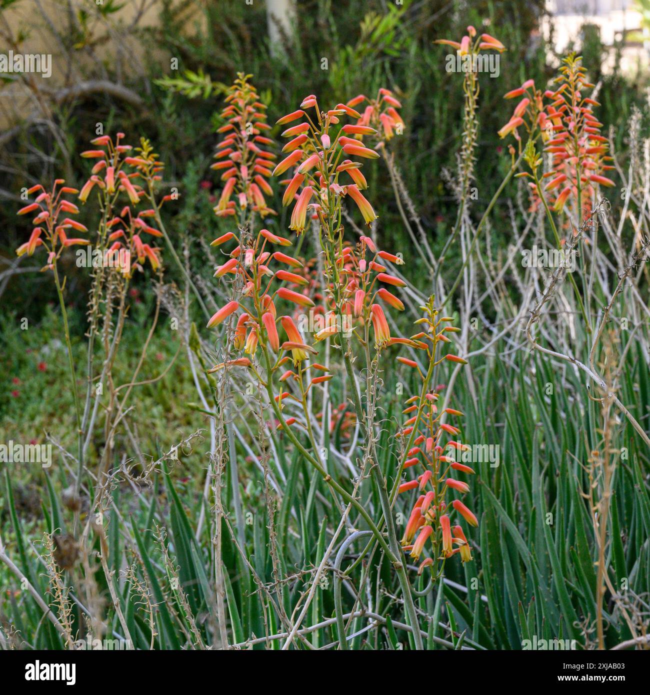 Orange and yellow Aloe flowers (Aloe vera Stock Photo - Alamy