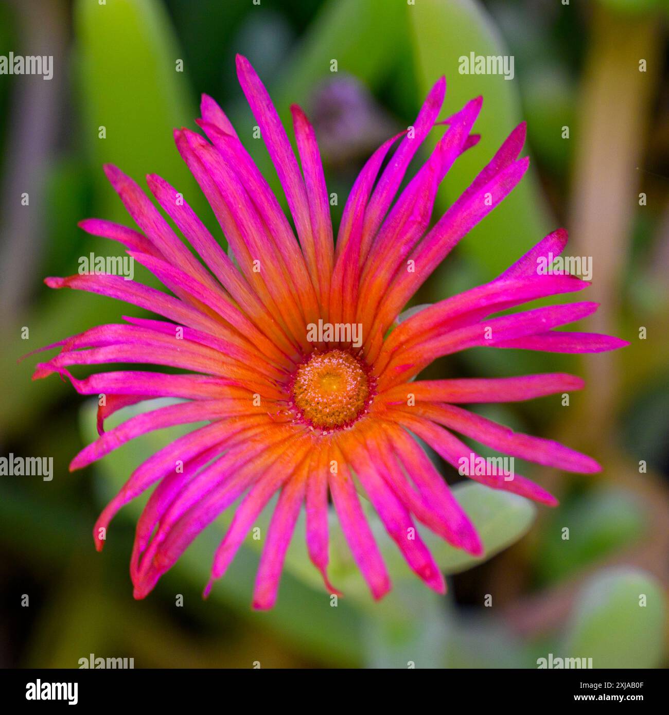 Common ground cover species hi-res stock photography and images - Alamy