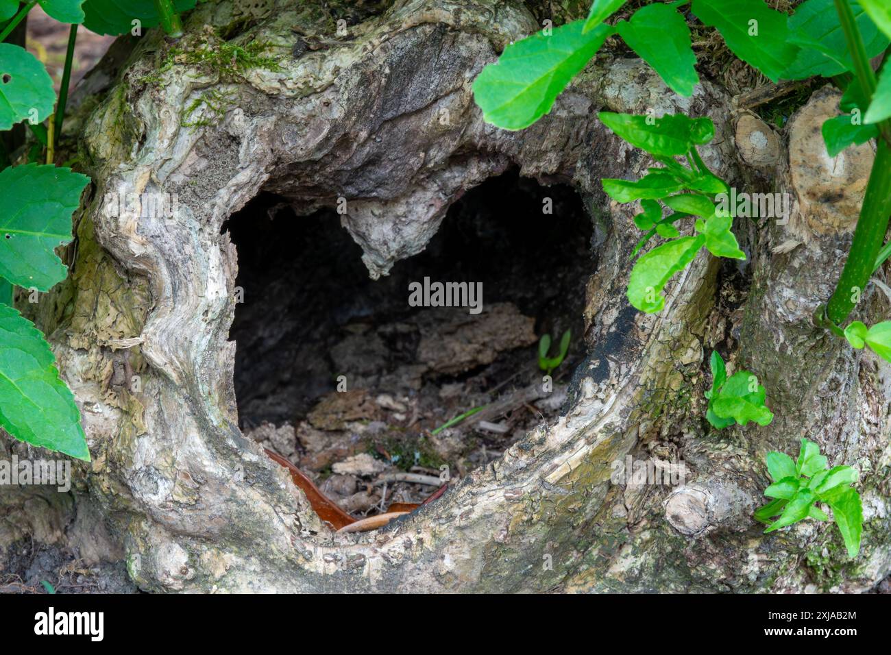 A close-up photograph of a heart-shaped cavity in a tree trunk. The ...