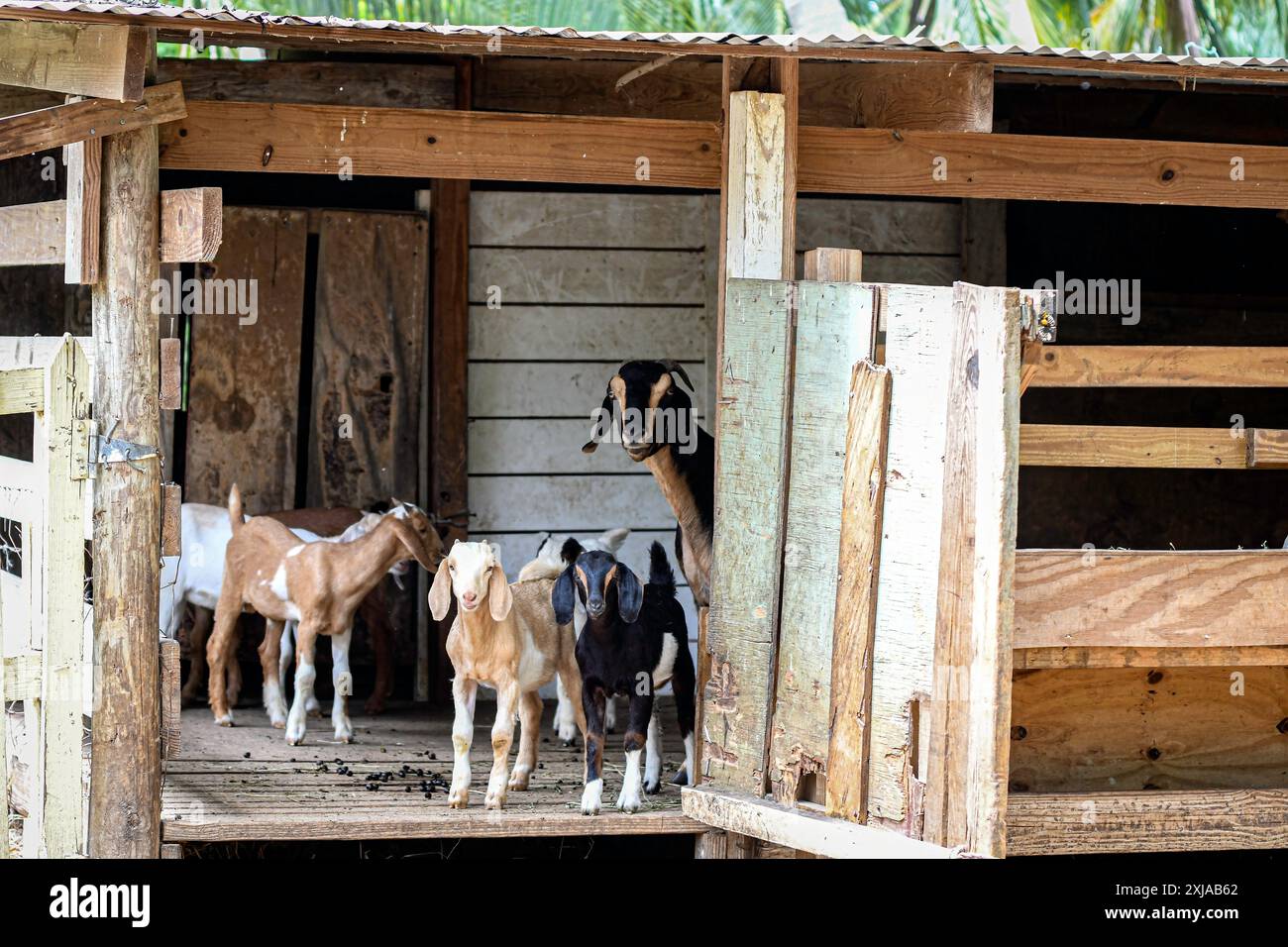 Commercial meat goats kept in a wooden raised shelter on a small farm ...
