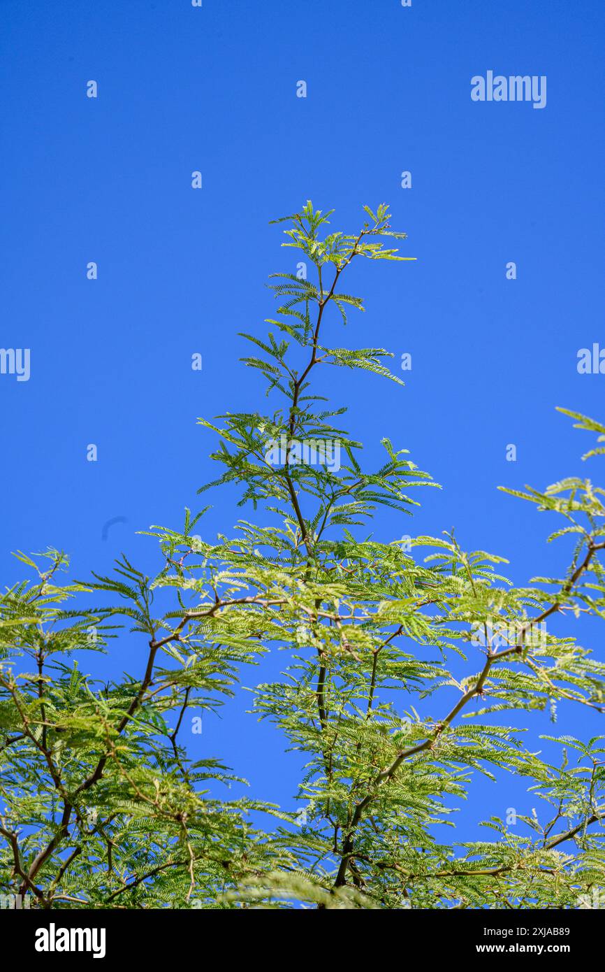 Vachellia xanthophloea is a tree in the family Fabaceae, commonly known ...