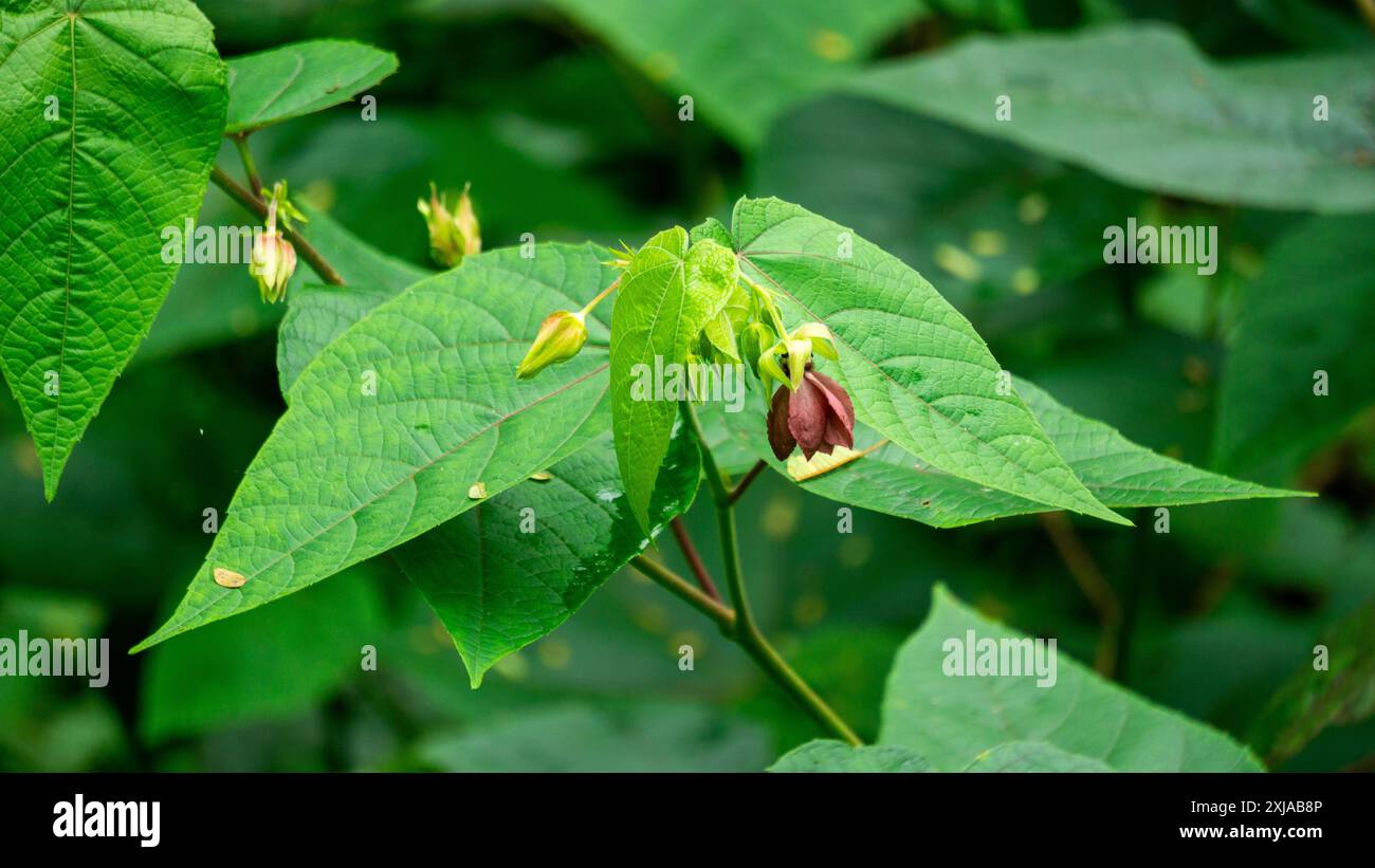 Jelatang kayu hi-res stock photography and images - Alamy