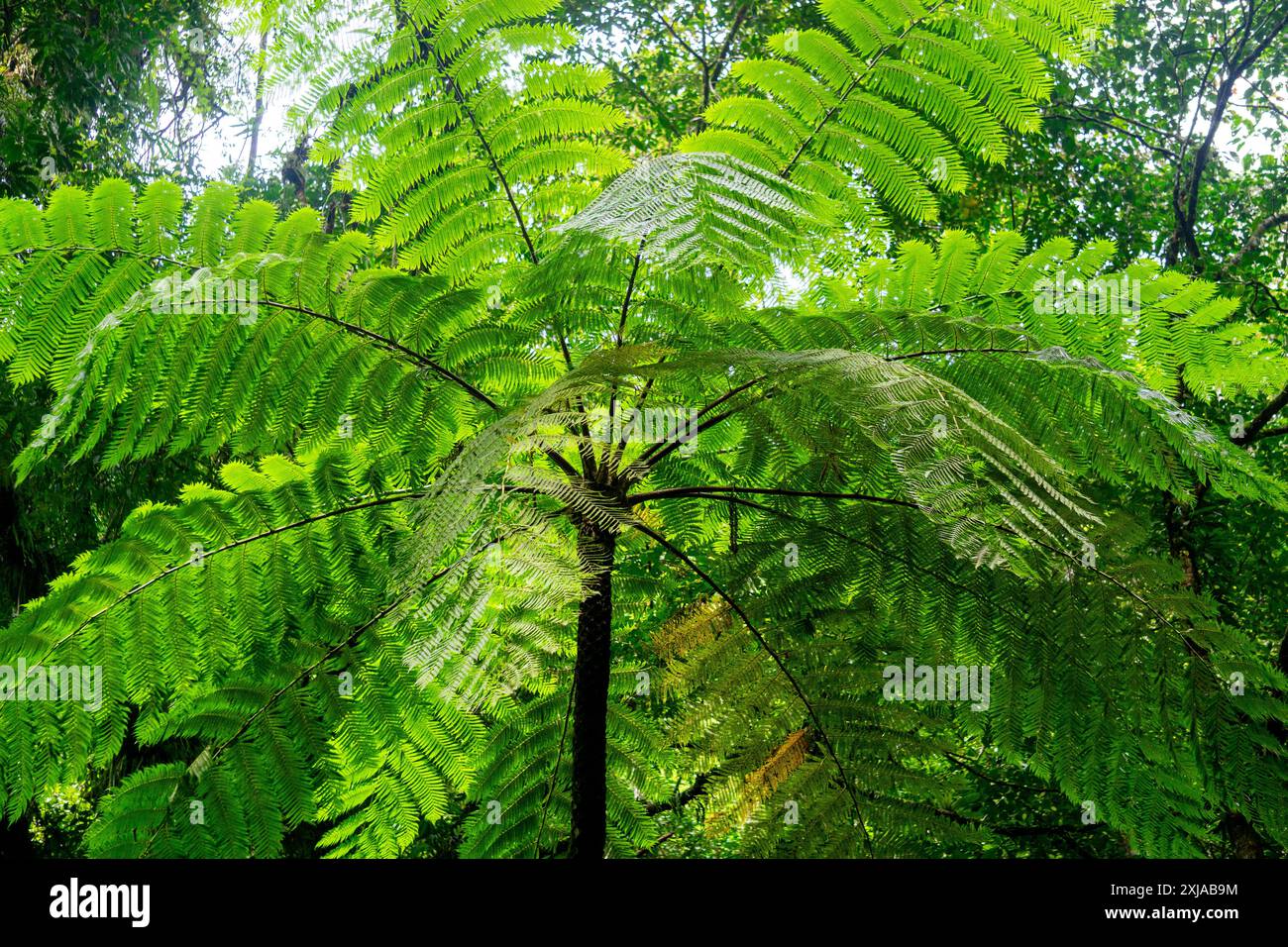 Penawar jambi hi-res stock photography and images - Alamy