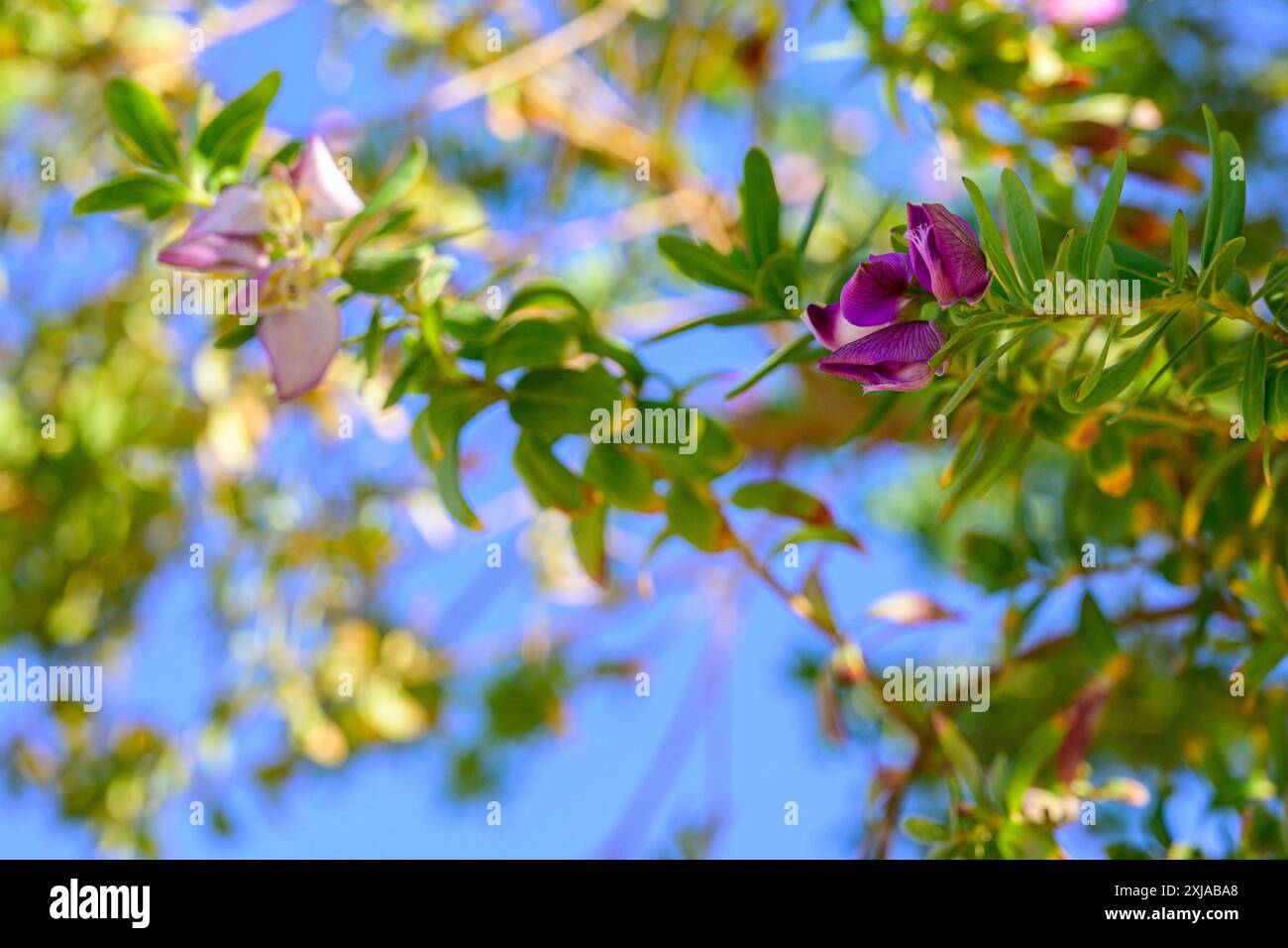Myrtifolia hi-res stock photography and images - Alamy