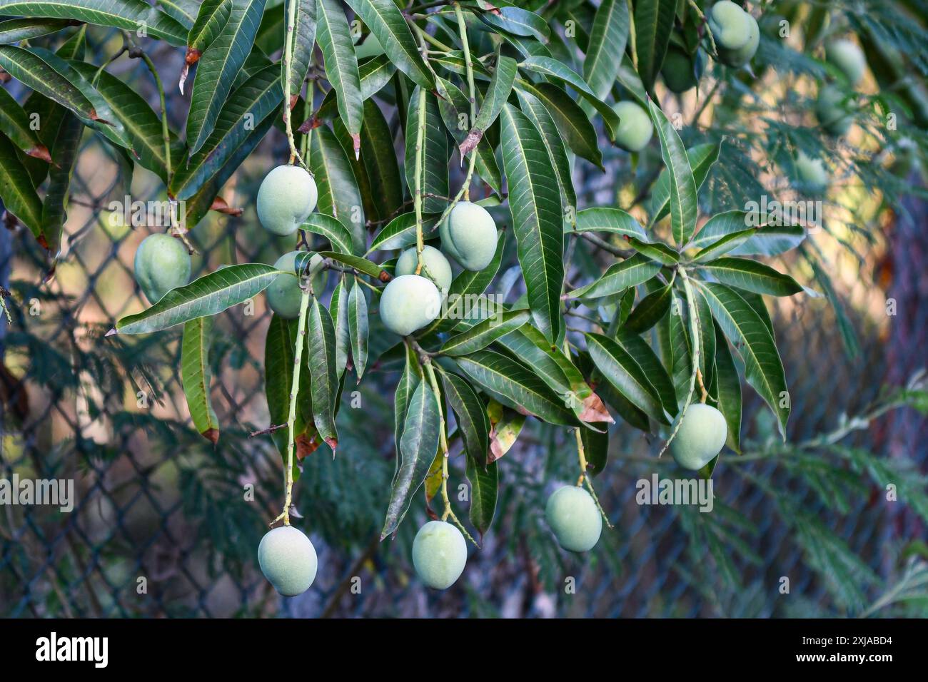 Unripe fruit growing on a mango tree (Mangifera indica) on a Caribbean ...
