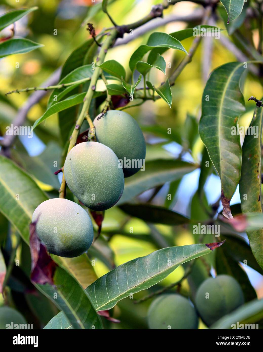 Close up of unripe fruit growing on a mango tree (Mangifera indica) in ...
