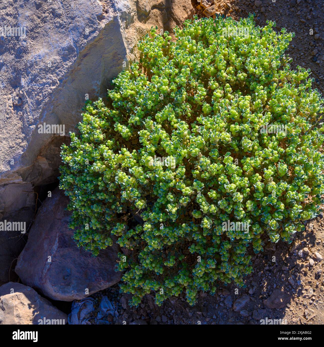 Stonecrop (Sedum sp) near a rock This is a tiny-leaved, spreading ...