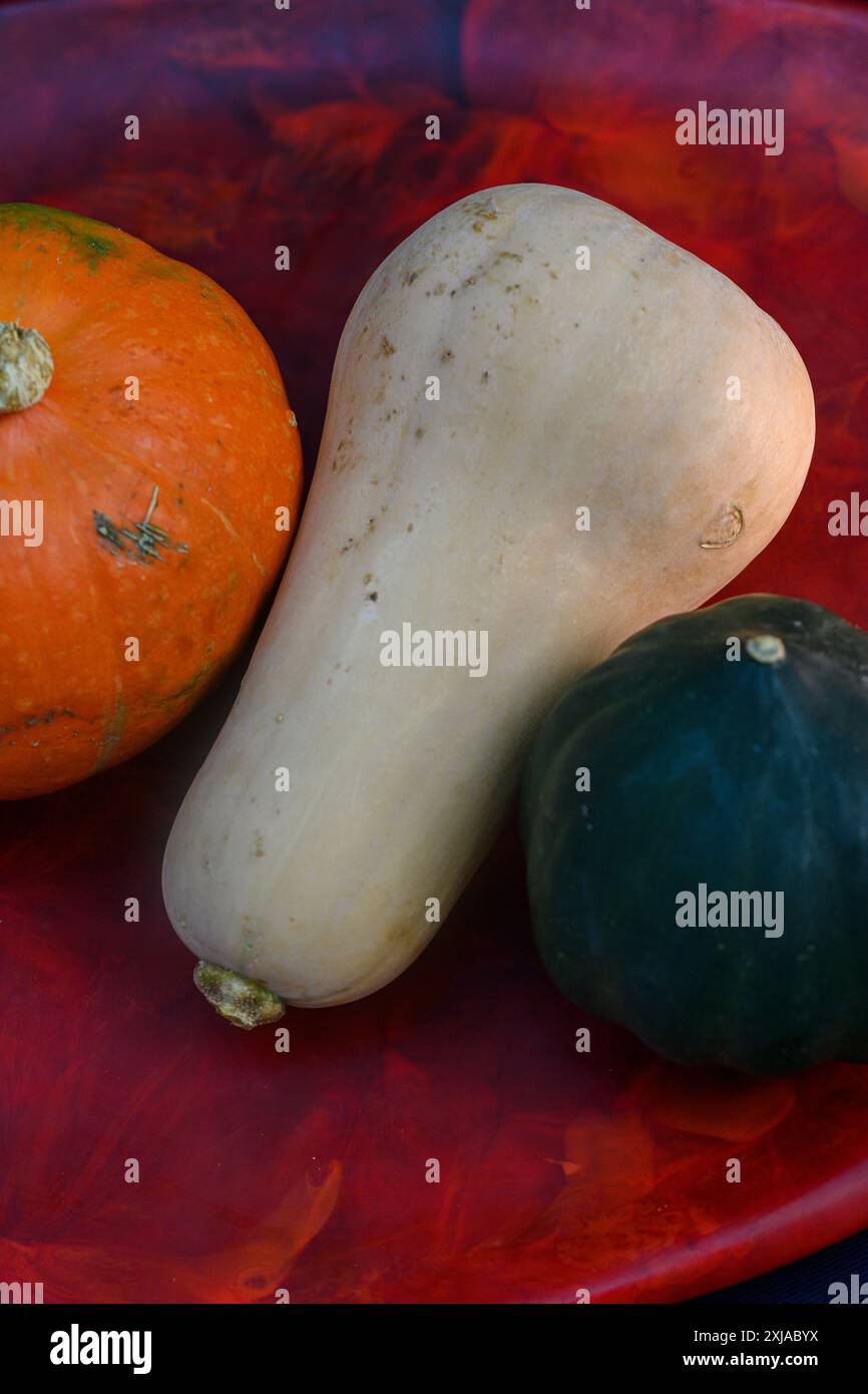 Still life with three varieties of winter squash Acorn Squash [right ...