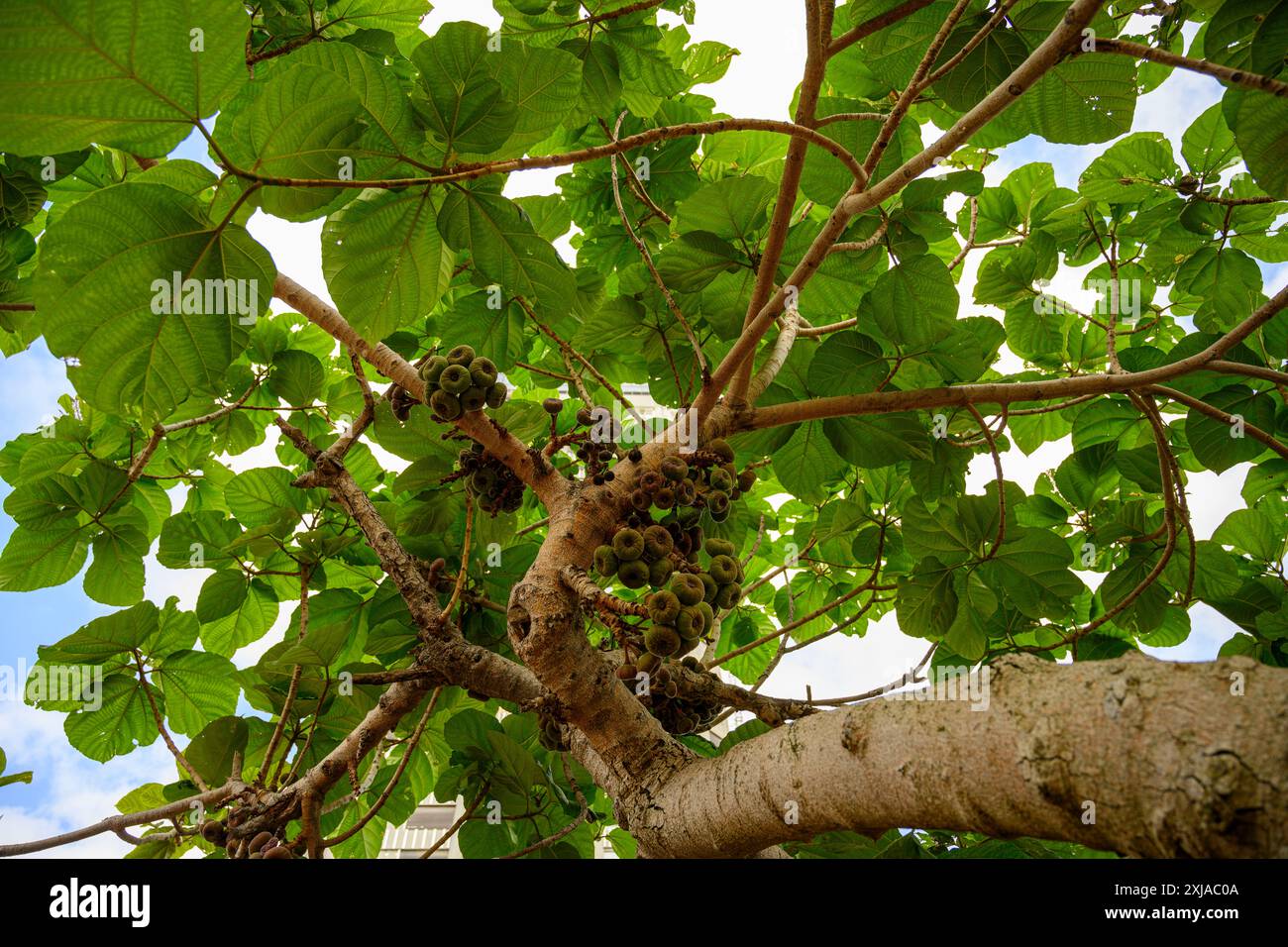 Fruits growing from tree trunk hi-res stock photography and images - Alamy