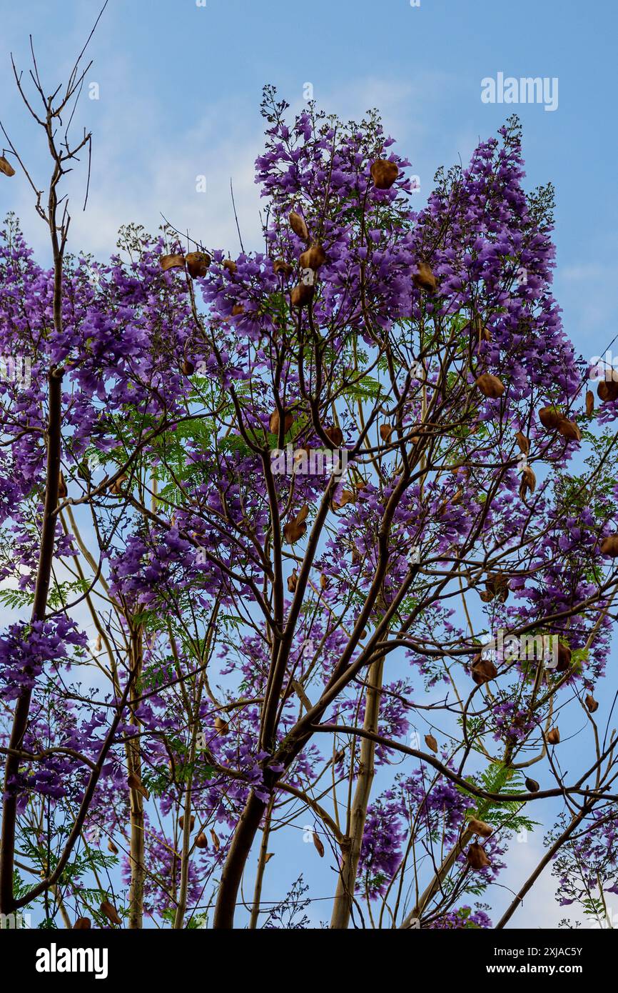 Jacaranda in bloom hi-res stock photography and images - Alamy