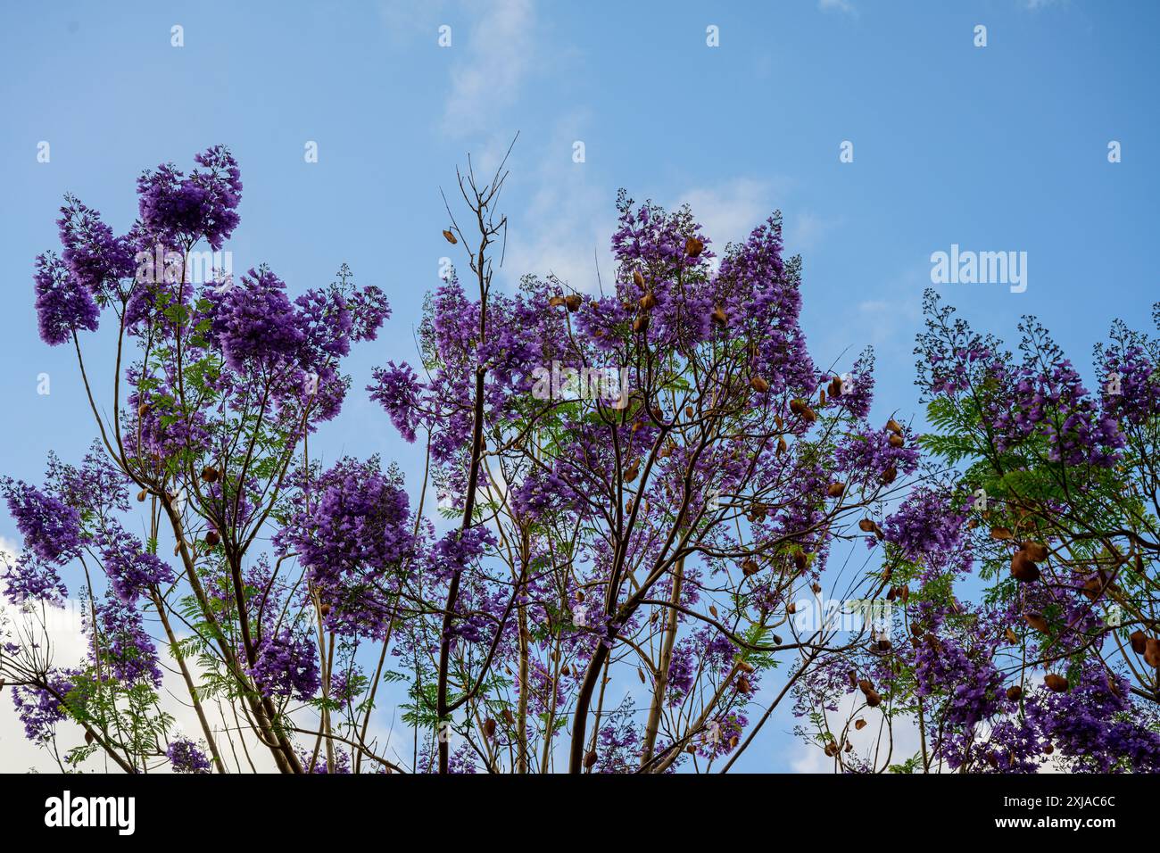 Jacaranda mimosifolia in bloom photographed in Israel in May Stock ...