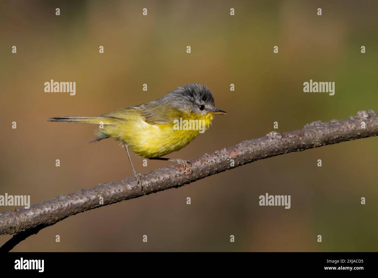 grey-hooded warbler (Phylloscopus xanthoschistos), a leaf warbler, in ...