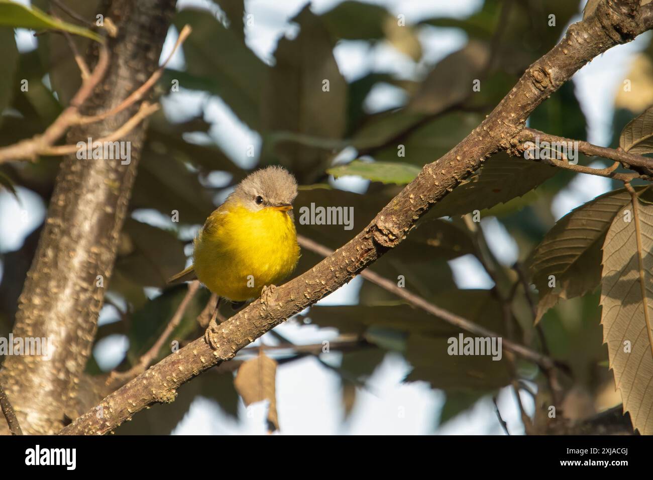 grey-hooded warbler (Phylloscopus xanthoschistos), a leaf warbler, in ...