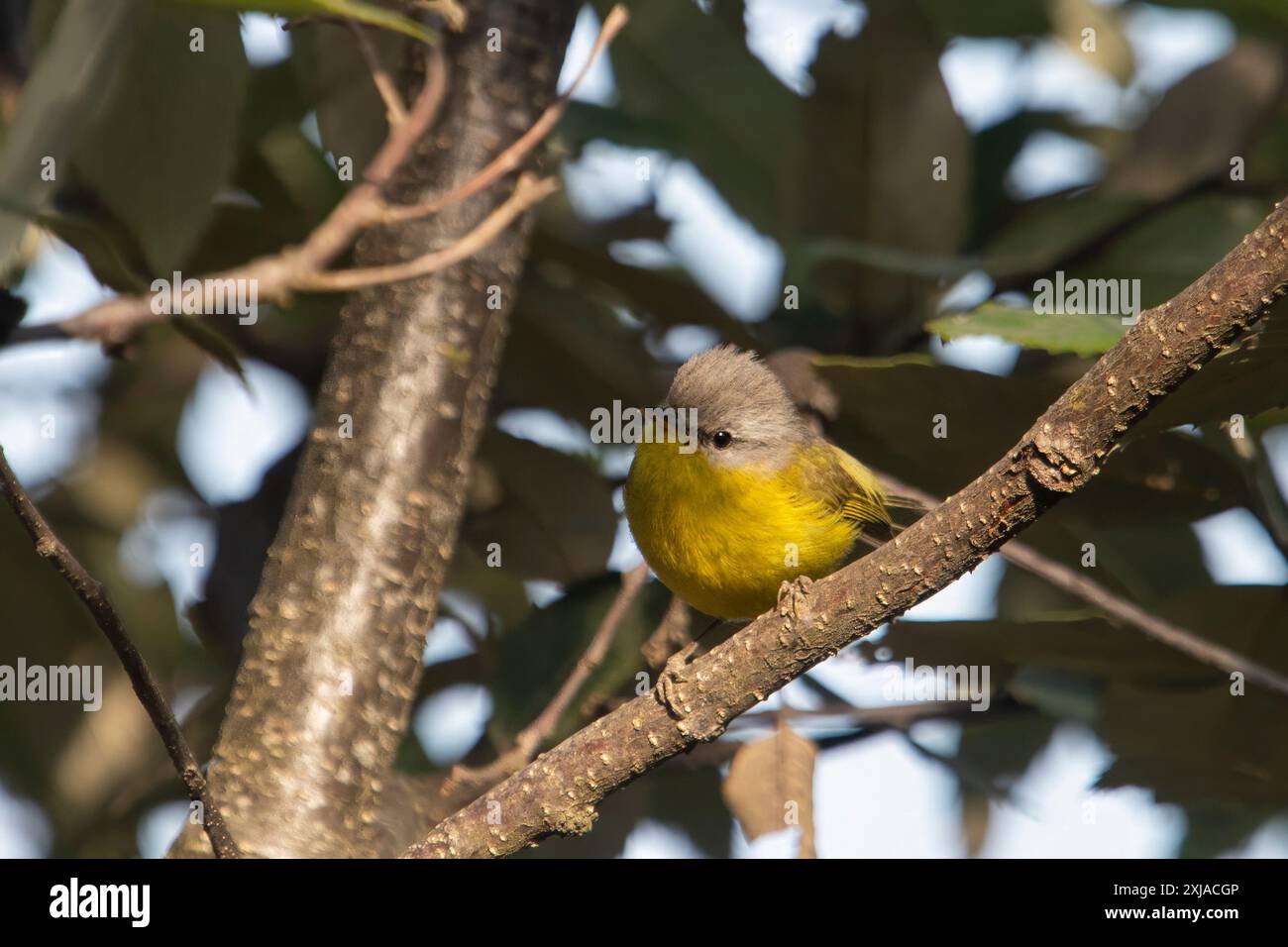 grey-hooded warbler (Phylloscopus xanthoschistos), a leaf warbler, in ...
