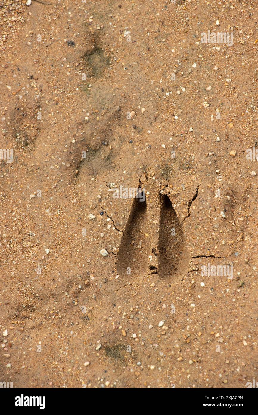 Rains overnight left the ground soft and the perfect conditions for ...