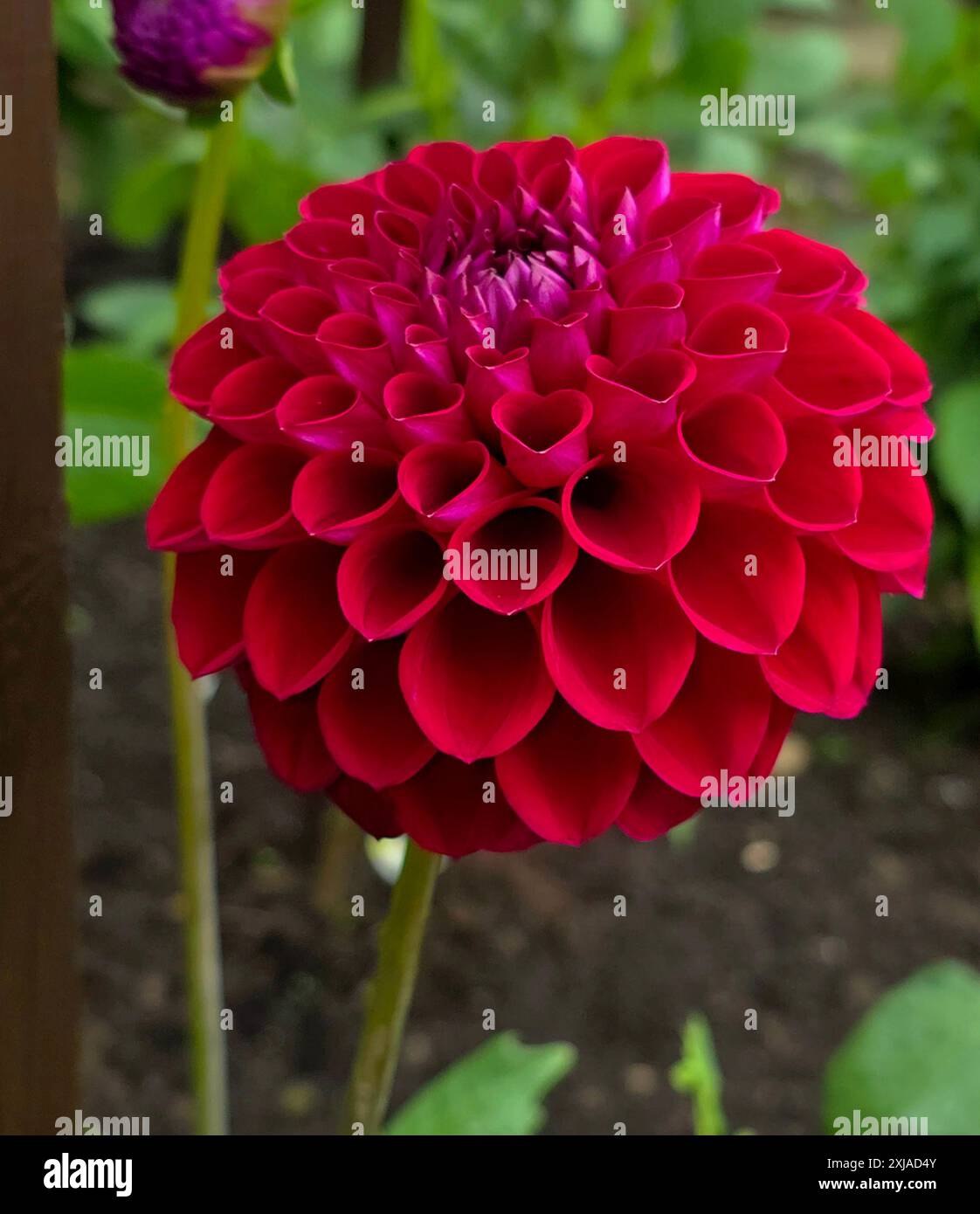 Amy ball hi-res stock photography and images - Alamy