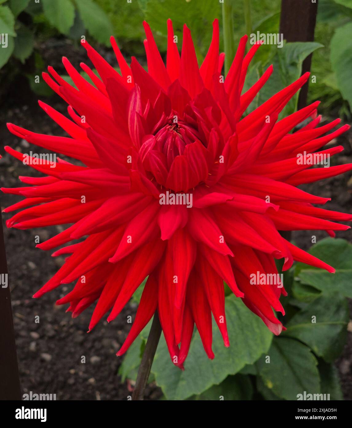 Red giant semi hi-res stock photography and images - Alamy