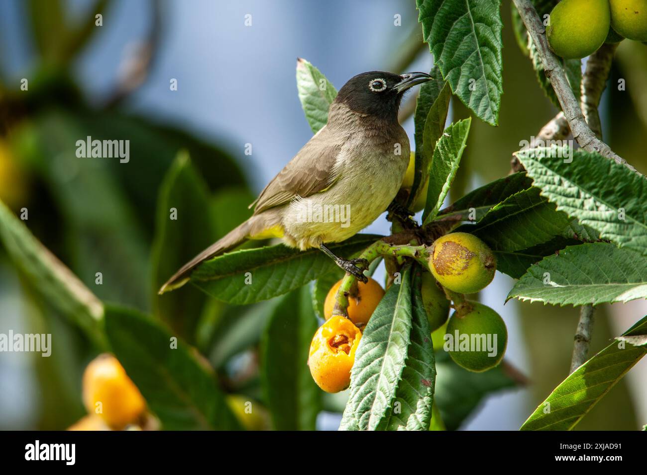 white-spectacled bulbul (Pycnonotus xanthopygos) on a loquat ...