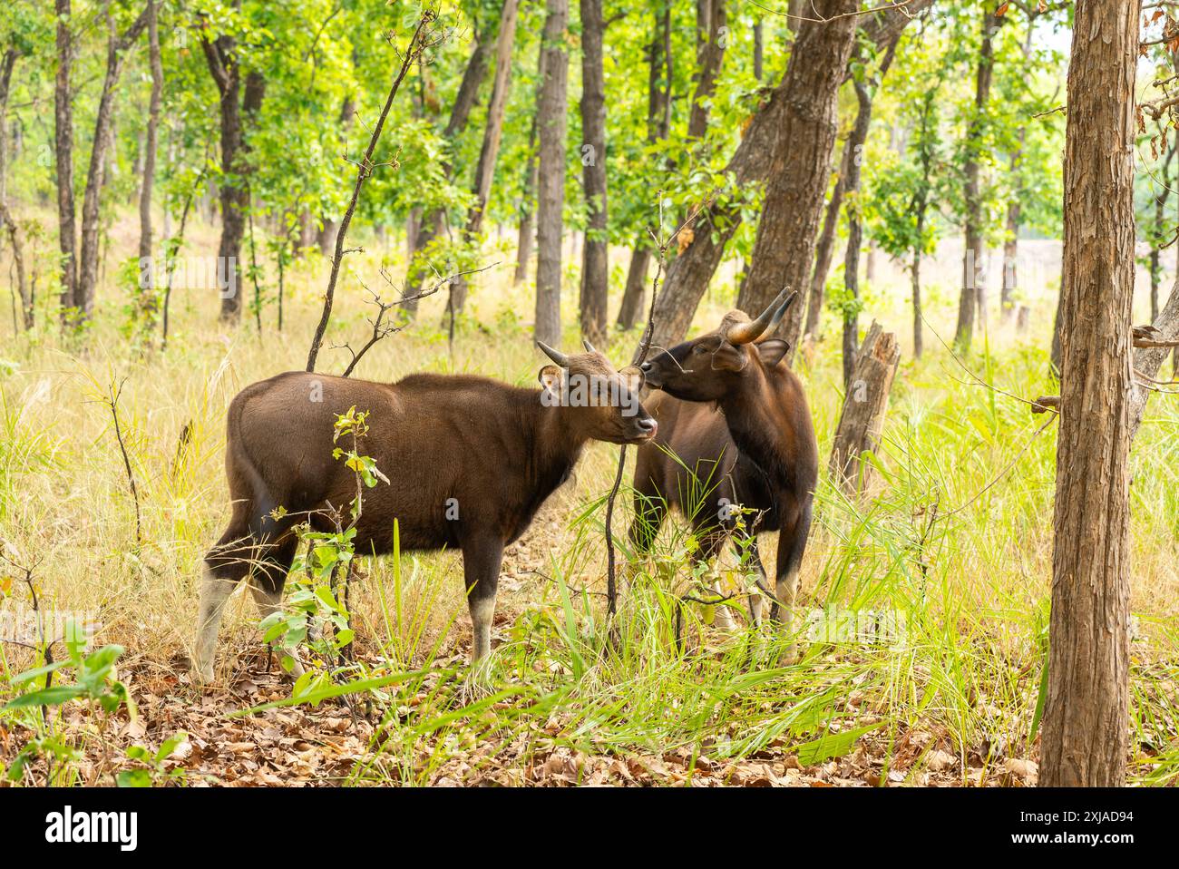 Gaur (Bos gaurus) This large species of ox is found throughout southern ...