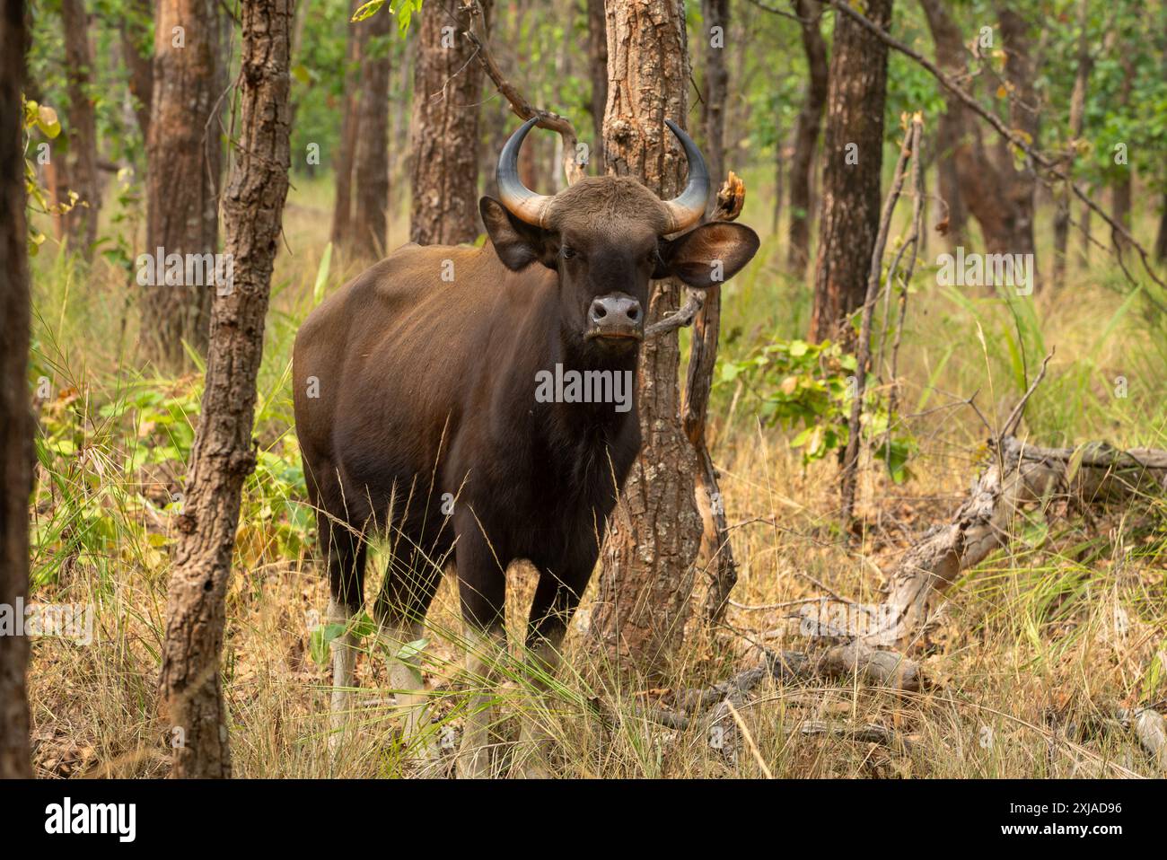 Gaur (Bos gaurus) This large species of ox is found throughout southern ...
