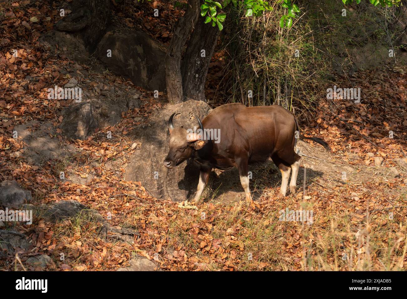 Gaur (Bos gaurus) This large species of ox is found throughout southern ...