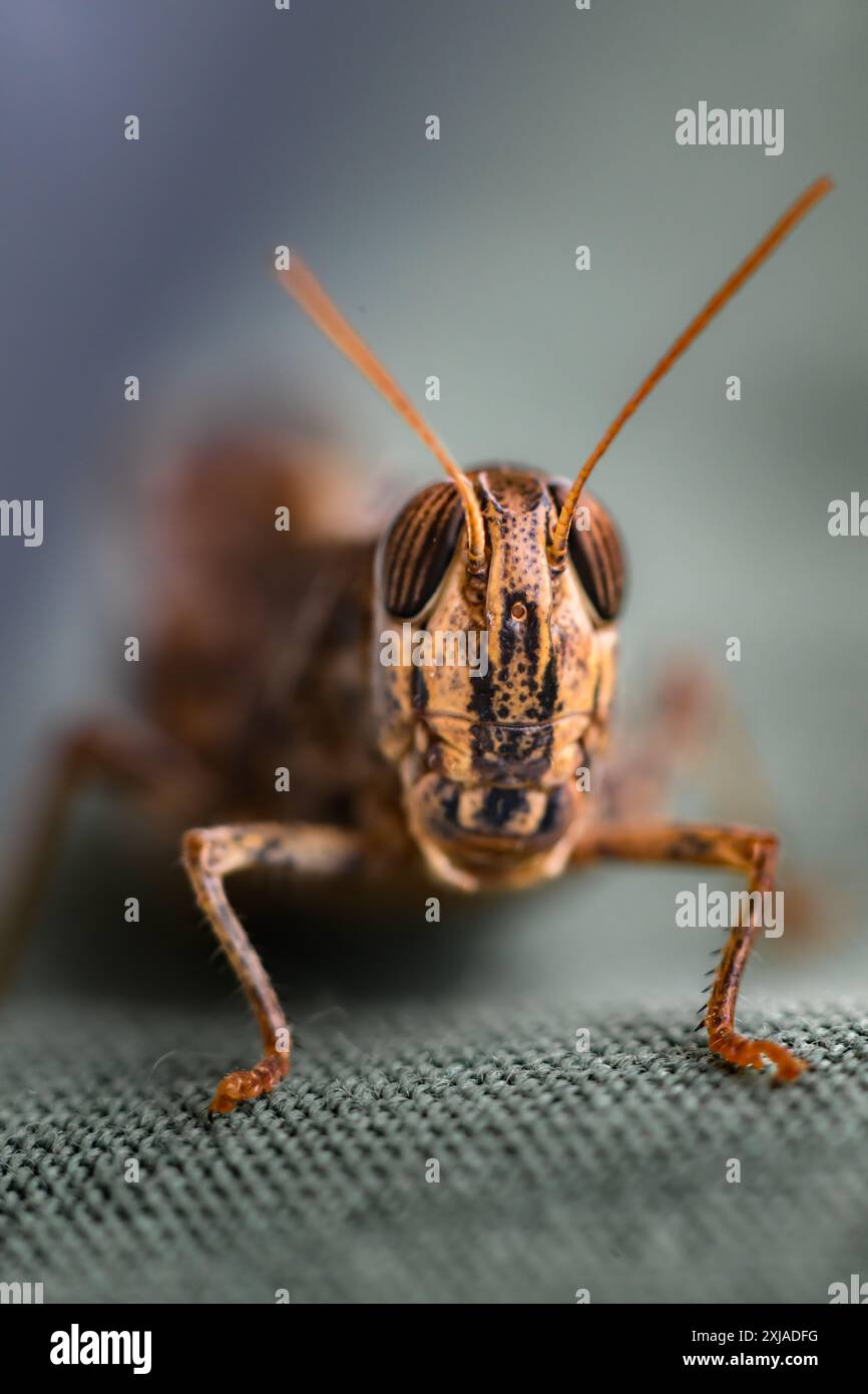 Grasshopper design hi-res stock photography and images - Alamy