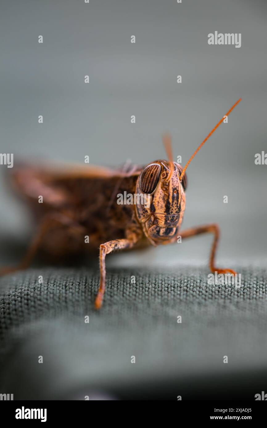Grasshopper conservation hi-res stock photography and images - Alamy