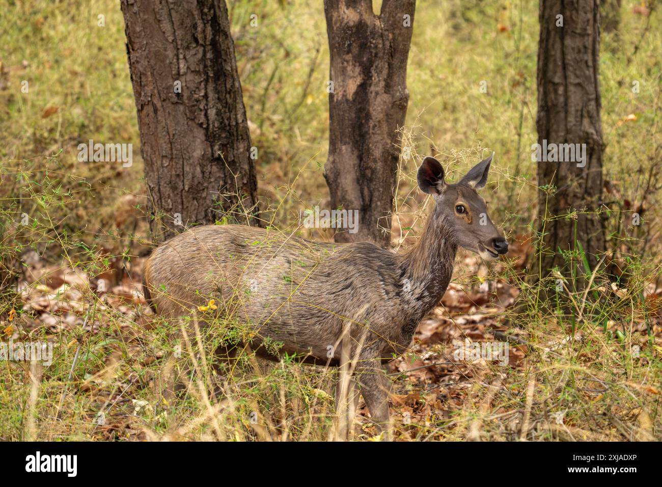 female Sambar deer (Rusa unicolor) صمبر in India's Bandhavgarh National ...