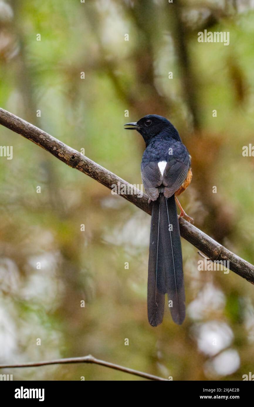 White-rumped Shama (Copsychus malabaricus) Being an excellent songbird ...