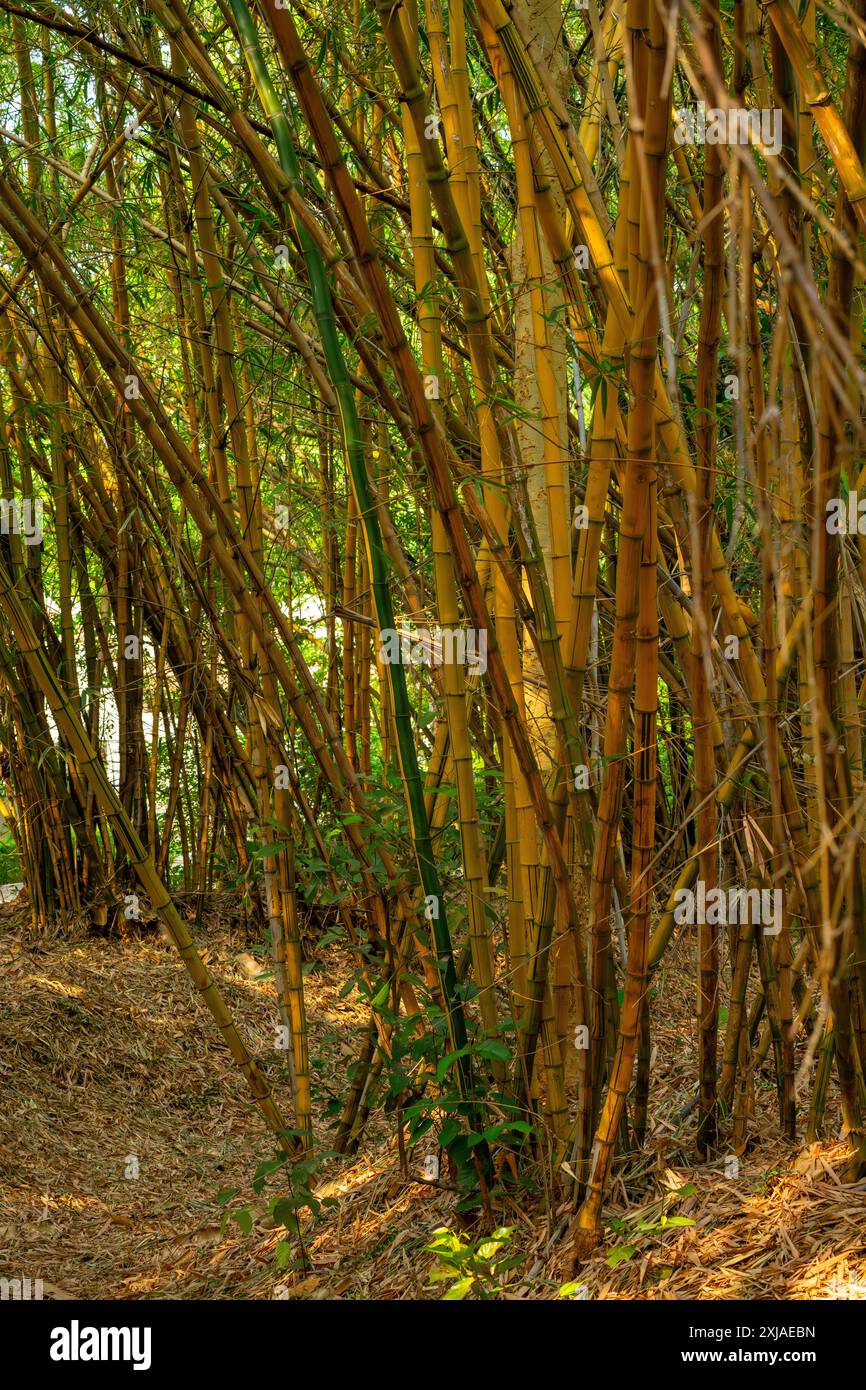 Yellow groove bamboo (Phyllostachys aureosulcata) stems. Photographed ...