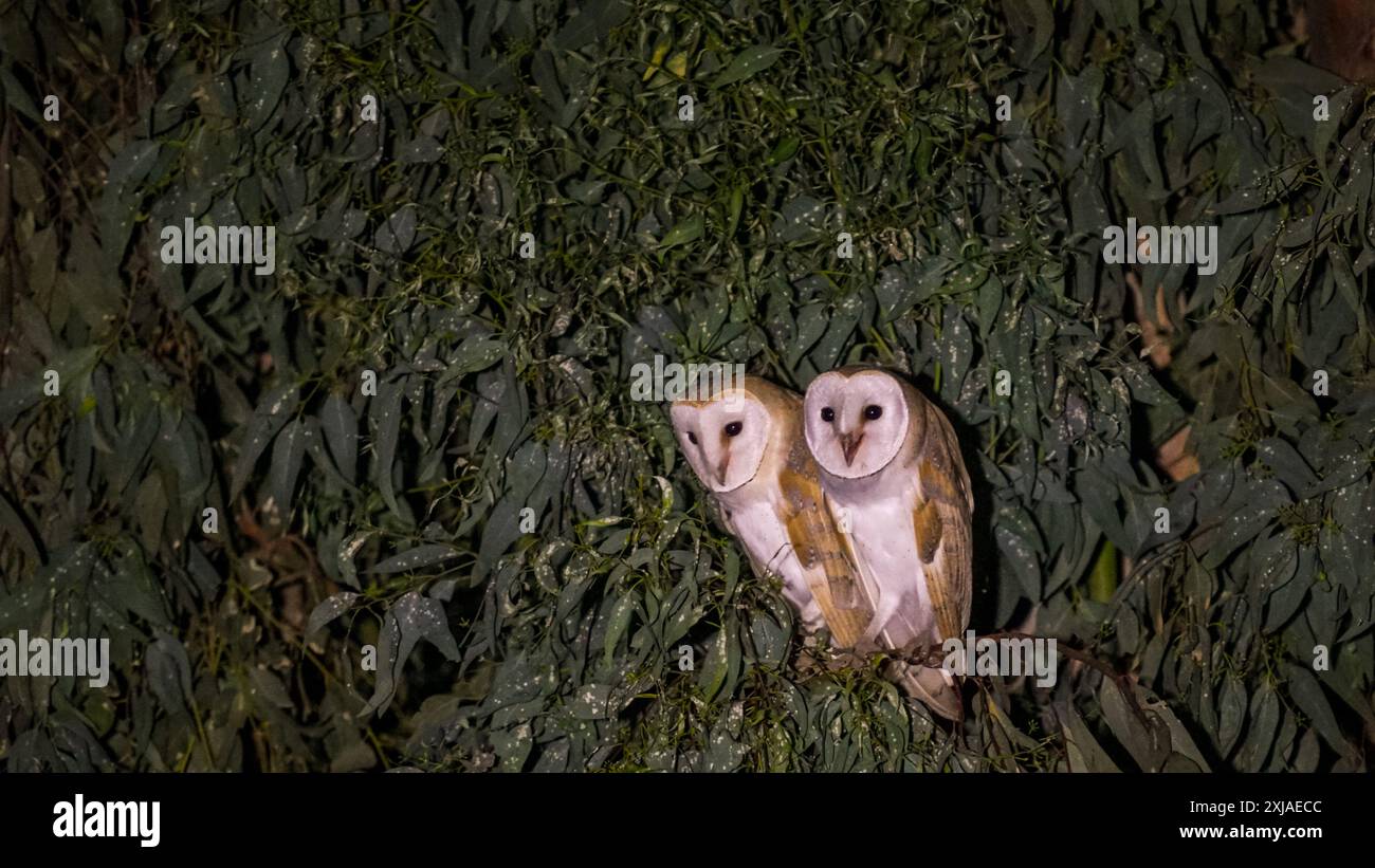 هامة Barn Owl (Tyto alba) 2 on a Palm tree at night, Hefer valley ...