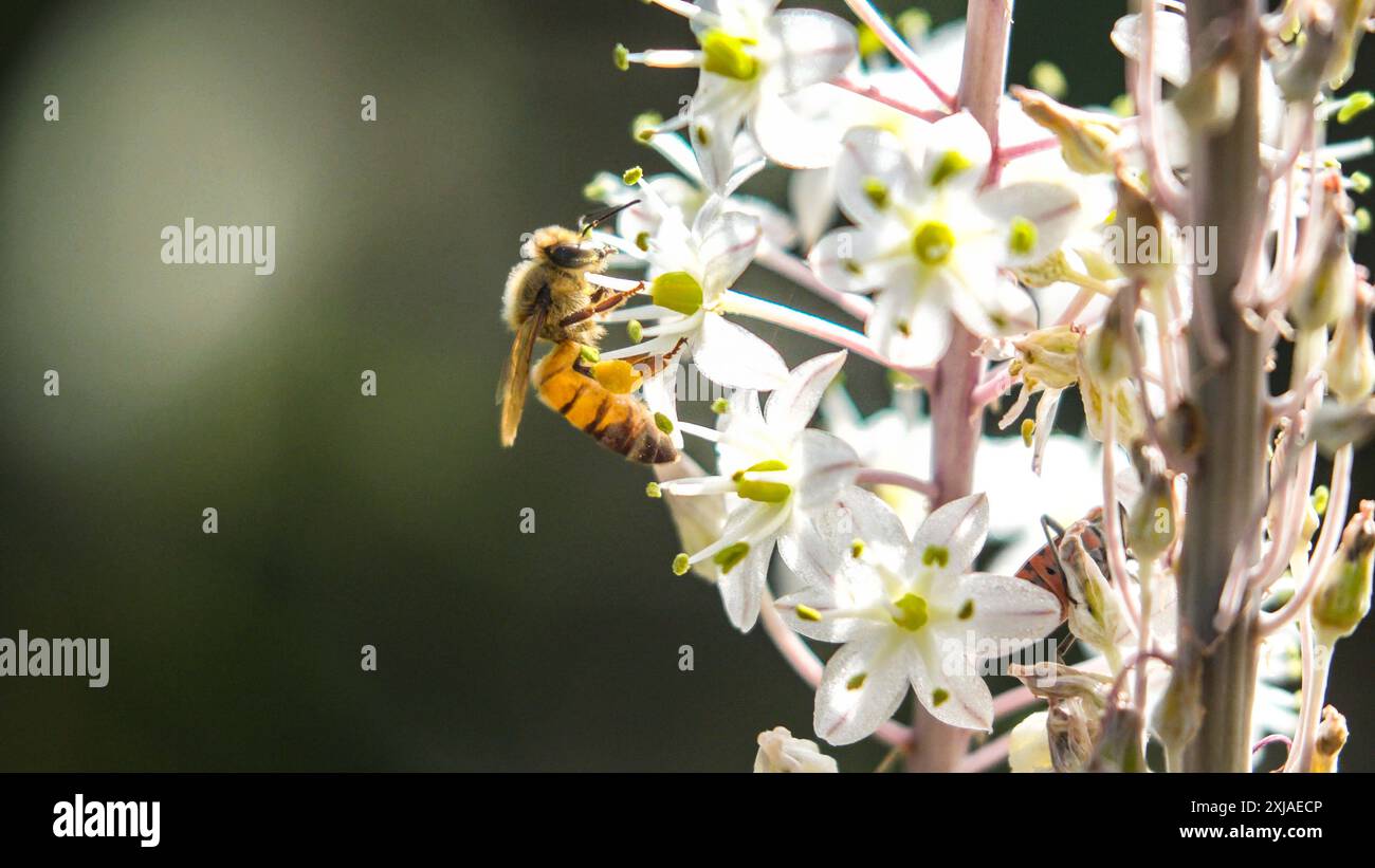 Honey bee visiting a Sea Squill, (Drimia maritima) Israel, autumn ...