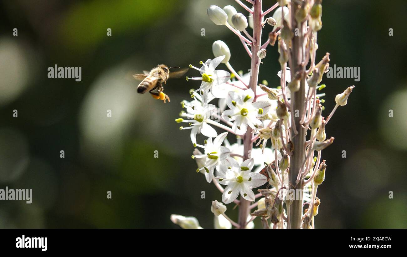 Honey bee visiting a Sea Squill, (Drimia maritima) Israel, autumn ...