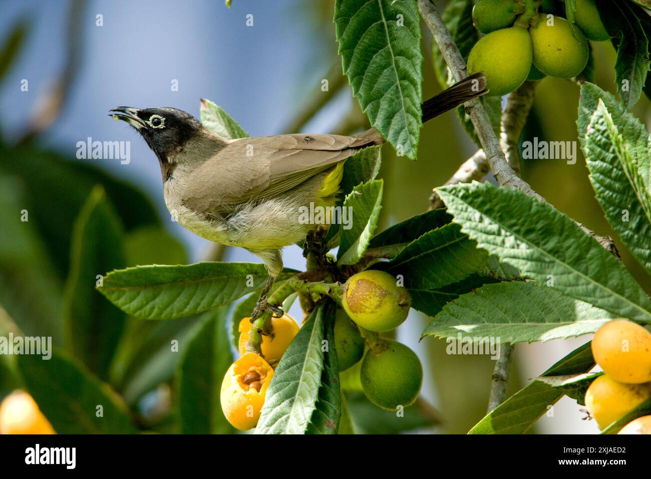white-spectacled bulbul (Pycnonotus xanthopygos) on a loquat ...
