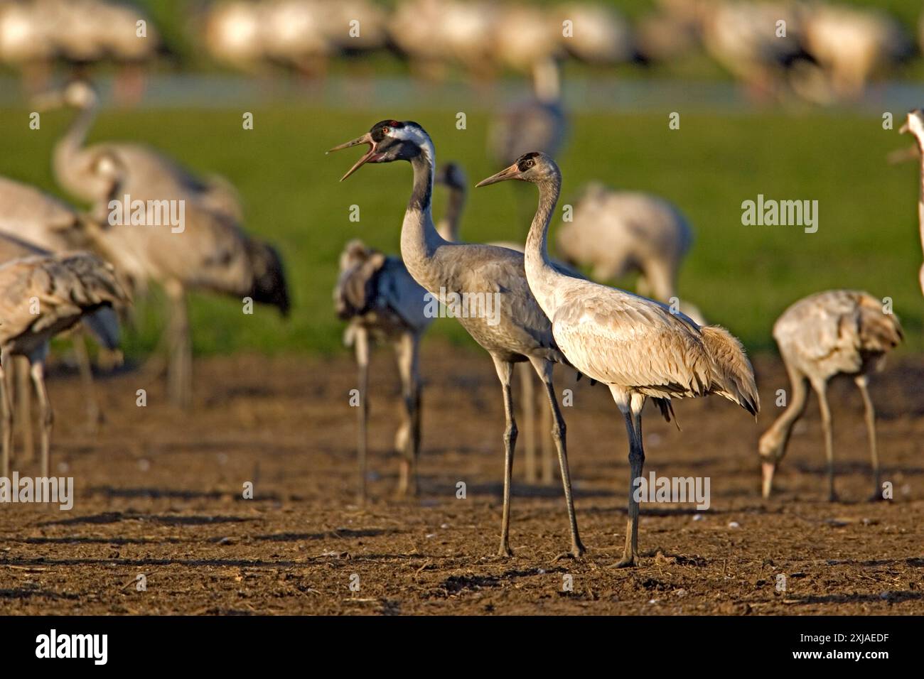 Common crane (Grus grus). Large migratory crane species that lives in ...