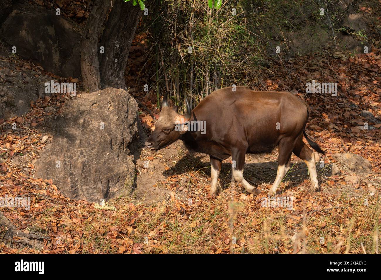 Gaur (Bos gaurus) This large species of ox is found throughout southern ...