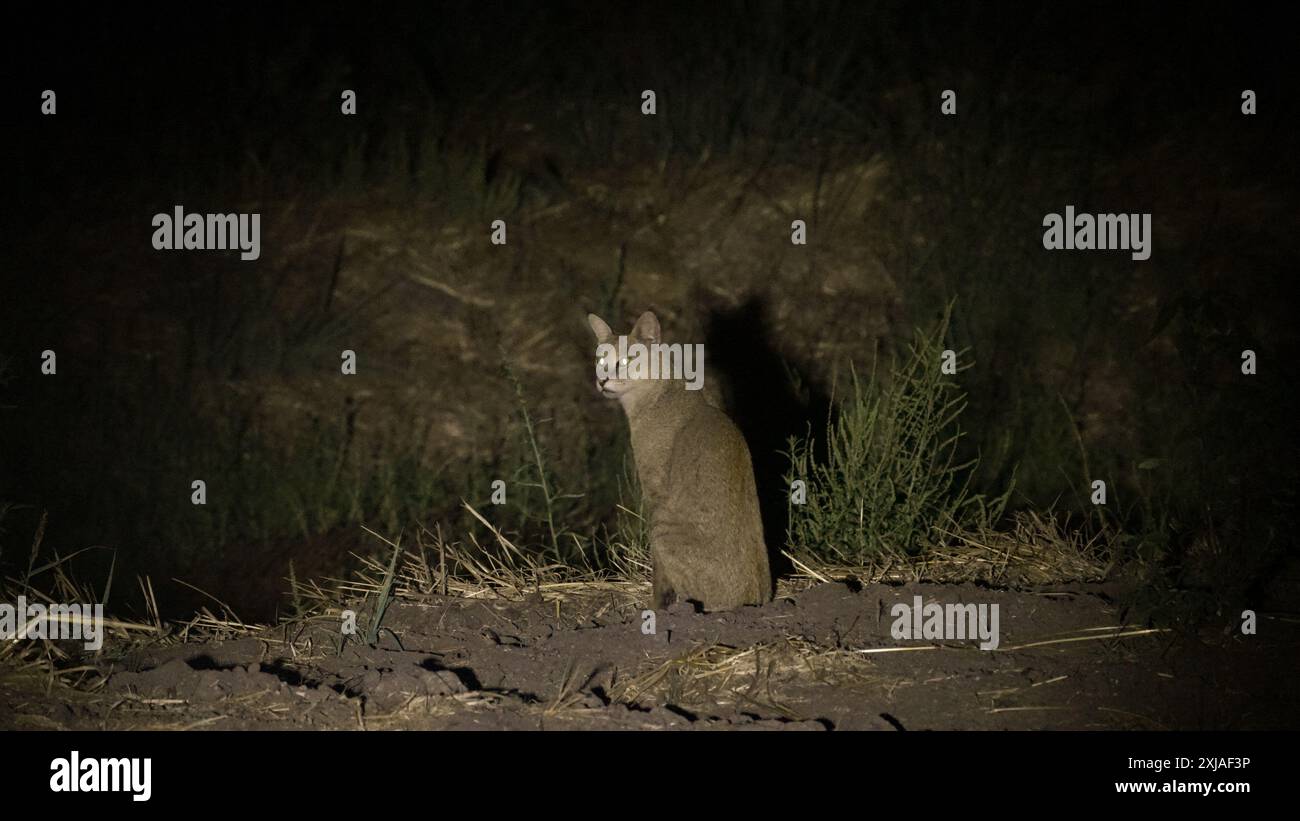 night photography of a jungle cat (Felis chaus), تفة also called reed ...