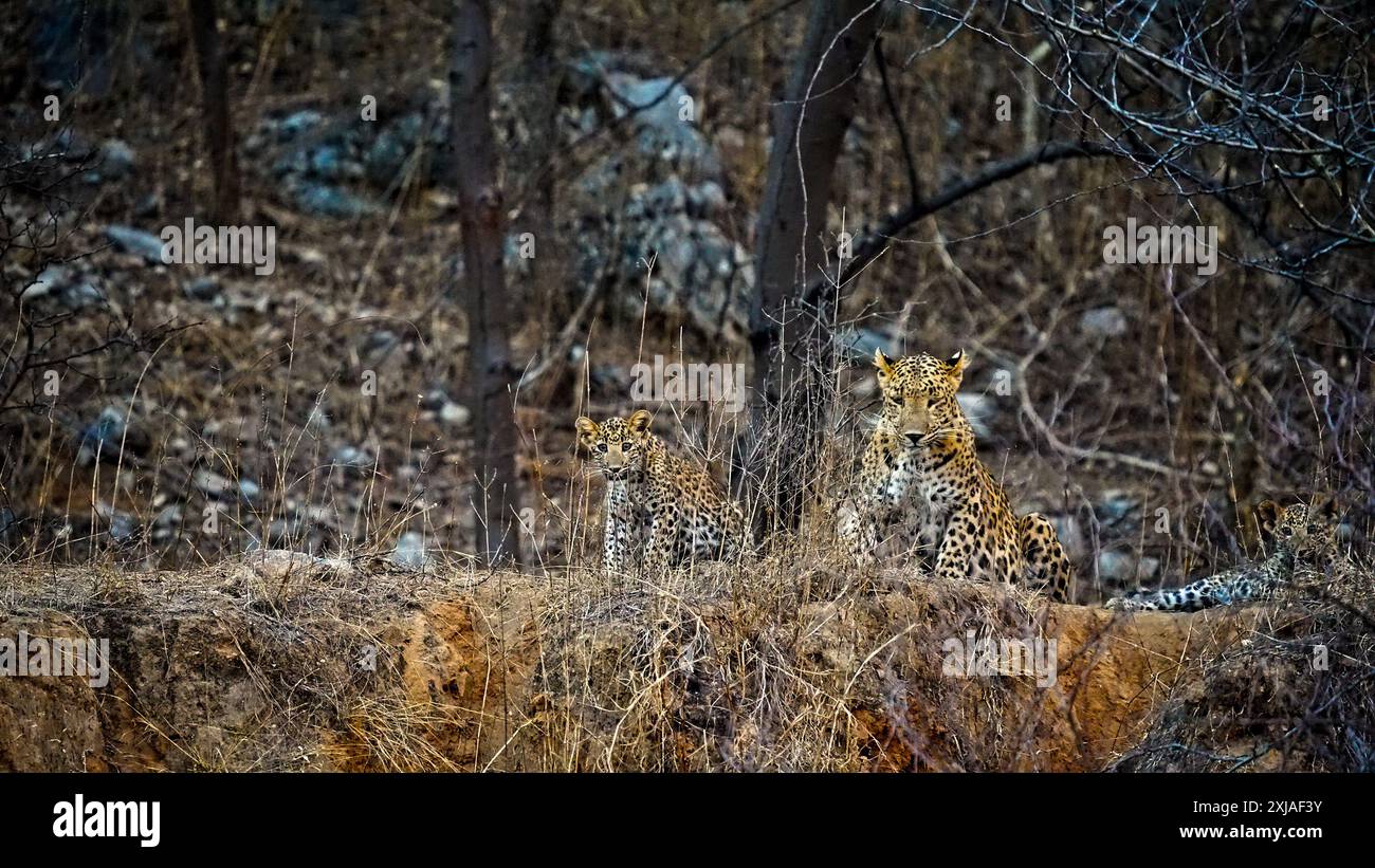 Female Indian Leopard (Panthera pardus fusca) نمر هندي with cubs in ...