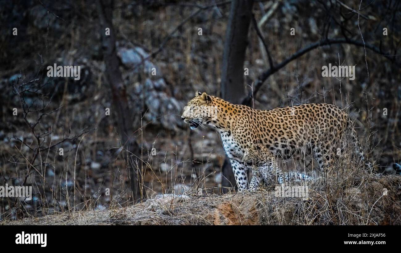 Female Indian Leopard (Panthera pardus fusca) نمر هندي with cubs in ...