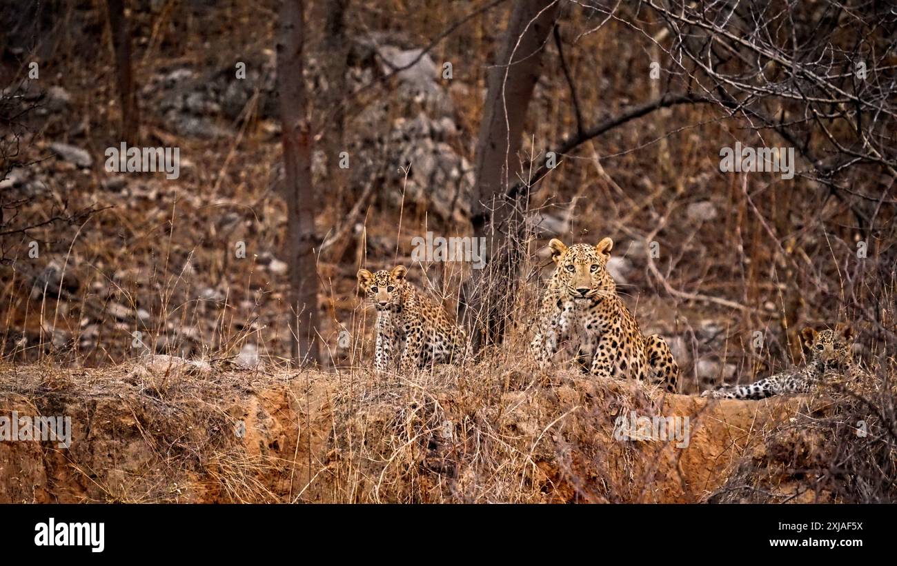 Female Indian Leopard (Panthera pardus fusca) نمر هندي with cubs in ...