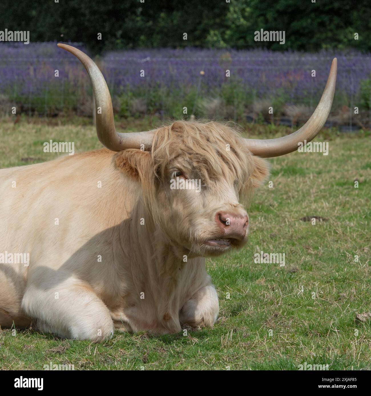 Highland cow lying down Stock Photo - Alamy