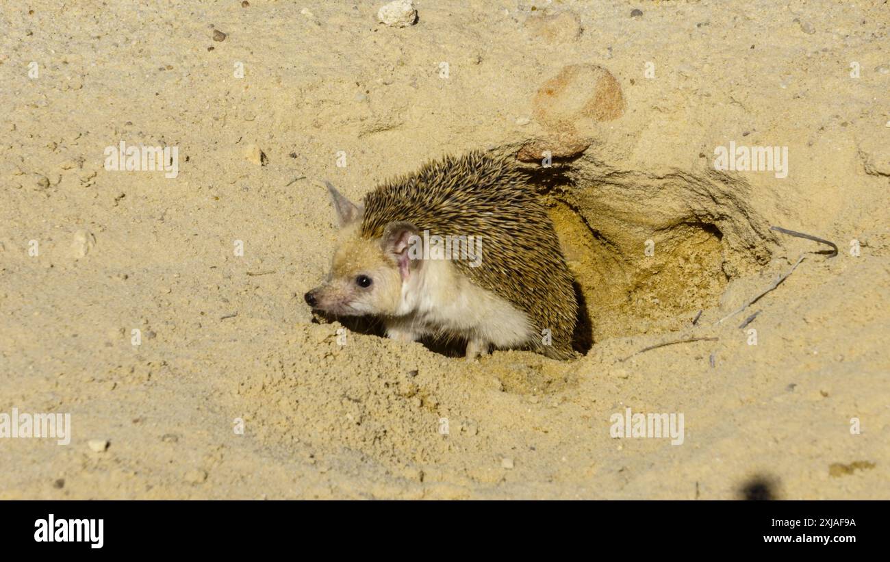 The long-eared hedgehog (Hemiechinus auritus) قنفذ طويل الأذن is native ...