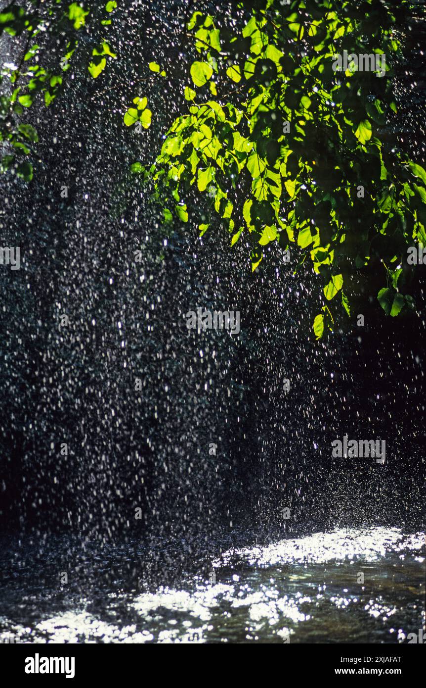 Tropical plant in heavy rain hi-res stock photography and images - Alamy