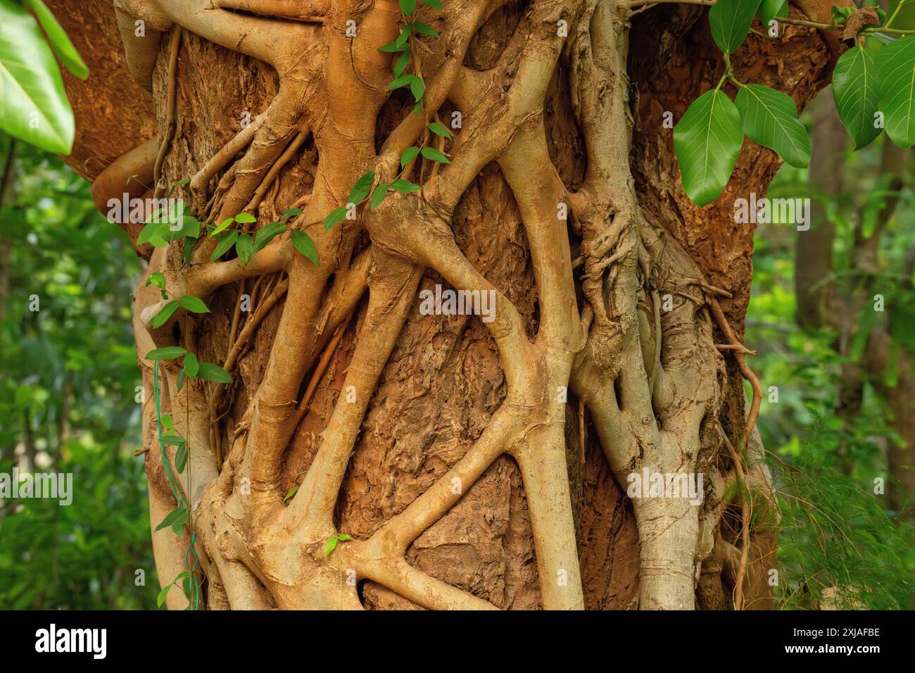 strangle Vine creeper on a trunk of a Ficus tree Photographed in India ...