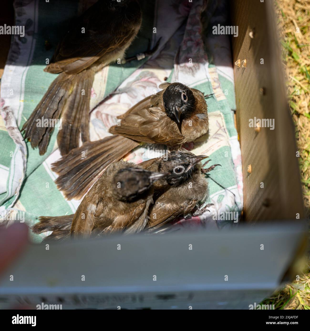 Releasing white-spectacled bulbul (Pycnonotus xanthopygos) بلبل أصفر ...